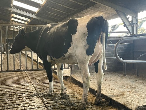 Biba P RDC – the 'face' behind the female number 1 gNVI - GenHotel